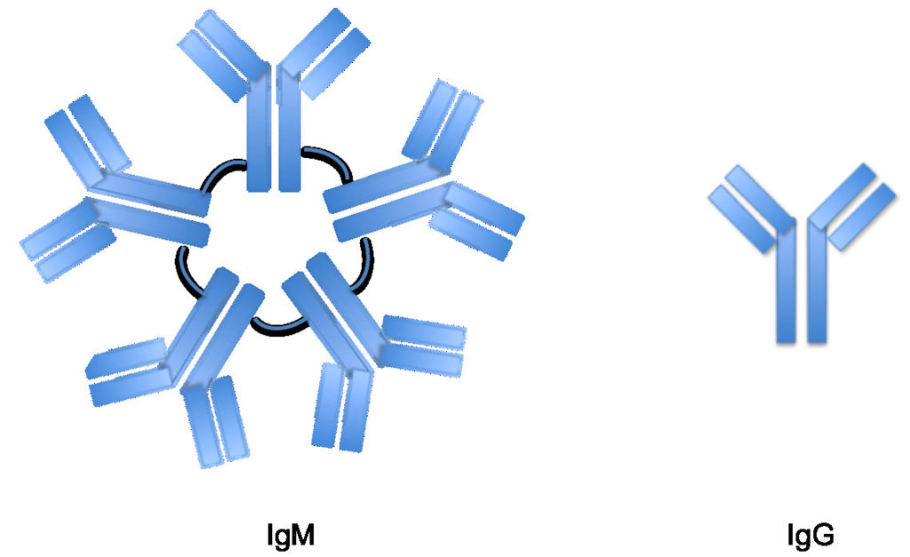 Difference Between IgM and IgG - Offline Clinic