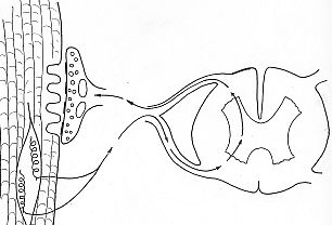 Major Clinical features of polyneuropathies - Peripheral neuropathy ...